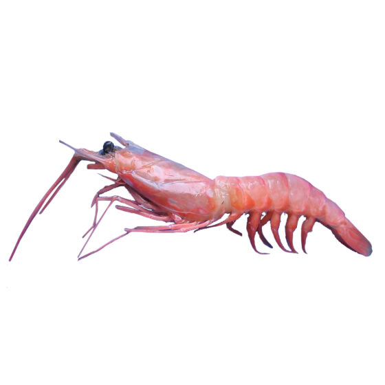 Shrimp | Sea World Distribution